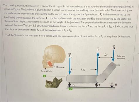 Solved The Chewing Muscle The Masseter Is One Of The
