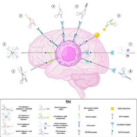 Diagrammatic Representation Of How Successful Aptamer Conjugates Have Download Scientific