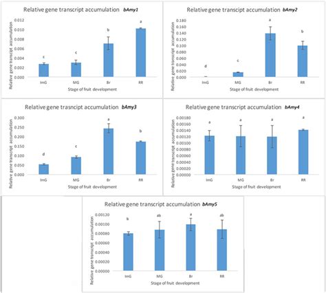 Accumulation Of Bamy Gene Transcripts In Developing Cherry Tomato