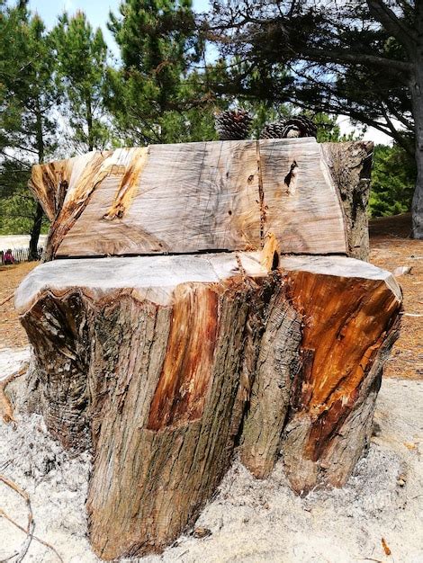 Premium Photo Logs On Tree Trunk