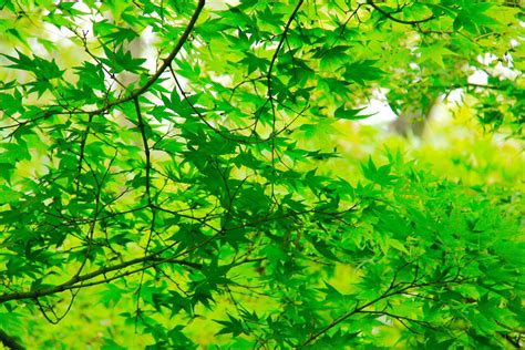 青紅葉と木々の緑 自然を求めて近辺ぶらり