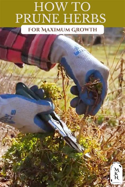 How To Prune Herbs Perennials For Maximum Growth Artofit