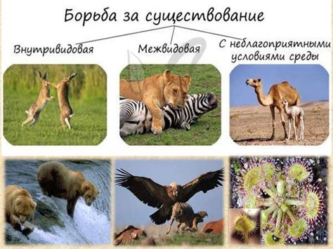 Эволюционная теория Чарльза Дарвина презентация онлайн