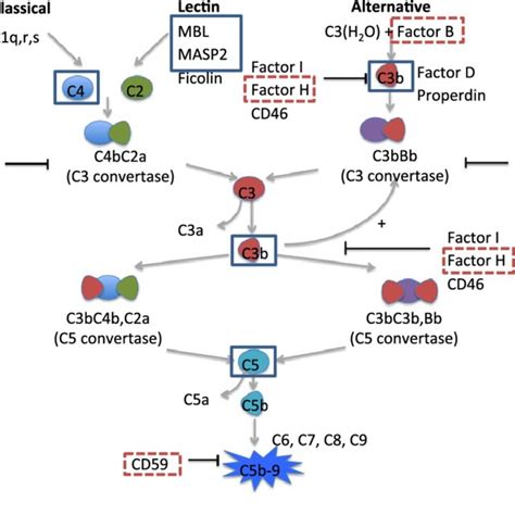 Functional Polymorphisms In Complement Factors And Regulating Proteins