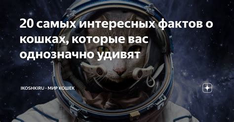 20 самых интересных фактов о кошках которые вас однозначно удивят Ikoshkiru Мир кошек Дзен