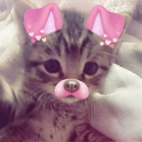 Nico My Catt ꨄ In 2024 Cute Cat Cute Cats Photos Silly Cats Pictures
