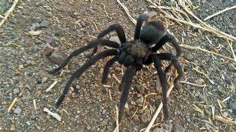 Worm Parasite That Preys On Spiders Named After Actor Who Played Spider
