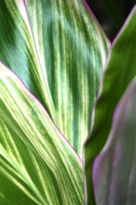 Princess Ulele Palmpedia Forum