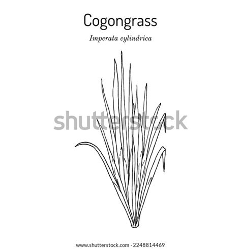 Kunai Grass Photos Images And Pictures