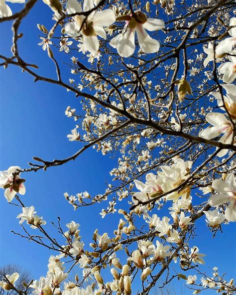 ノーマさんのインスタグラム写真 ノーマinstagram「bloom 🏵🏵🏵 滋賀のお山は今朝 3度。朝の冷え込みからは想像がつかん位