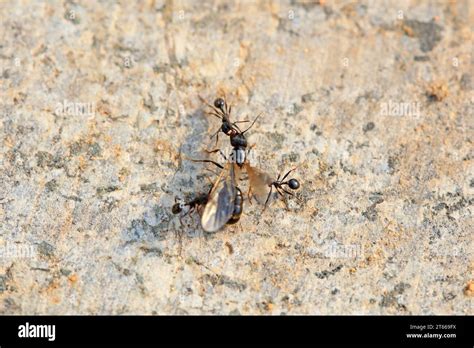 Ants Fight Each Other Stock Photo Alamy