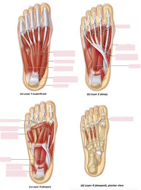 Plantar Foot Model Diagram Quizlet