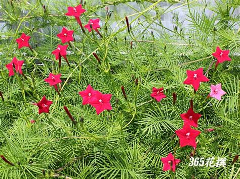 ルコウソウ園芸植物小百科育て方花の写真