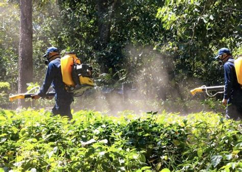Mag Mantiene Prevención De Plagas Y Enfermedades Diario La Página