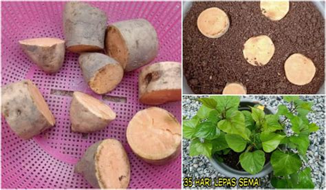 7 Tips Semai Ubi Keledek Dalam Pasu Hasil Semua Gemuk Gemuk And Manis