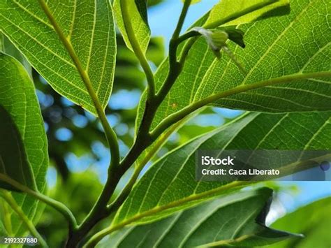 Annona Squamosa의 가지 연한 갈색 껍질과 녹색 창 모양의 잎이 있는 가늘고 유연한 구조로 과일 지원 및 광합성에 필수적입니다 0명에 대한 스톡 사진 및 기타