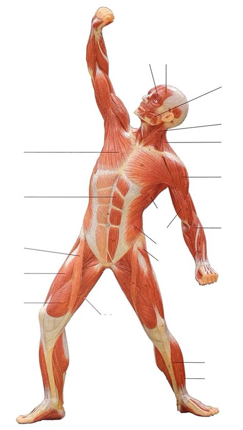 A P Lab Muscle Review Diagram Quizlet