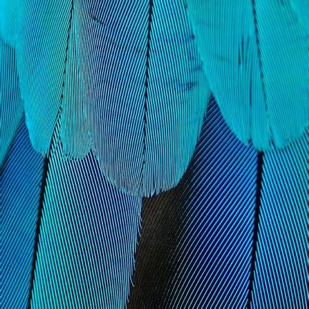 Everything You Need To Know About Feathers Bird Academy The Cornell Lab