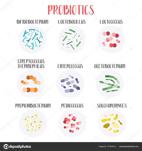 Probiotics Lactic Acid Bacteria Good Bacteria Microorganisms Gut