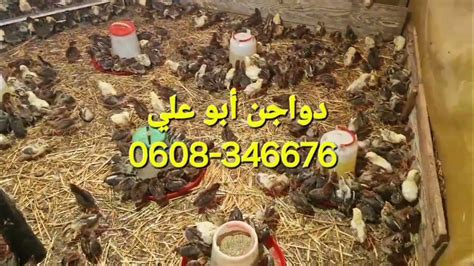 مشروع تربيةالكتاكيت والدجاج البلدي البياض للبيع 0608346676 Youtube