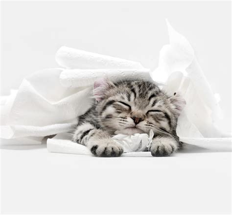 süßesten Katzenbabys
