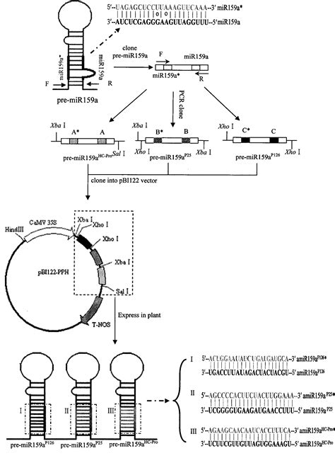 Antivirus Plant Expression Vector Constructed By Utilizing Pre Mir159a And Application Thereof