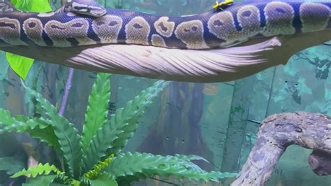 Python Flops Off Branch Buzz Videos