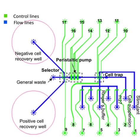 A Microfluidic Device For Sorting Cells Based On Dynamic Responses A