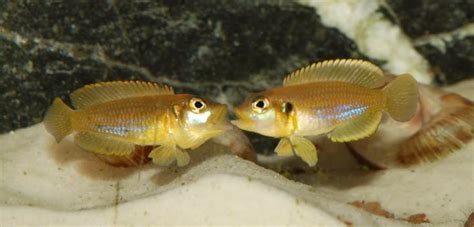 Neolamprologus Ocellatus