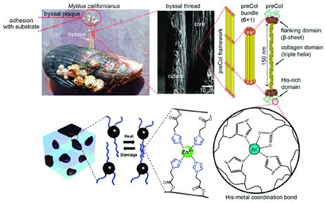 Metal Ligand Coordination Both In The Mussel And Between Mussel Foot