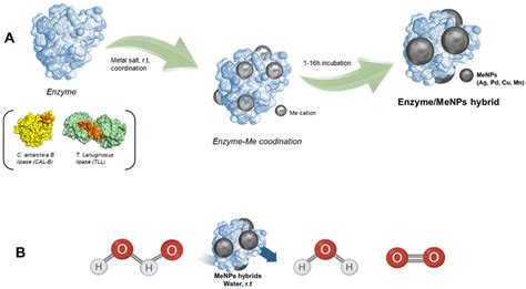 Catalase Enzyme