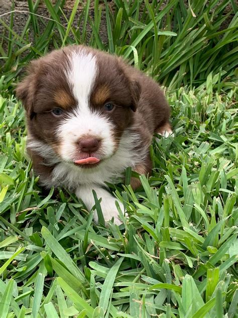 Australian Shepherd Puppies For Sale San Antonio Tx 331489