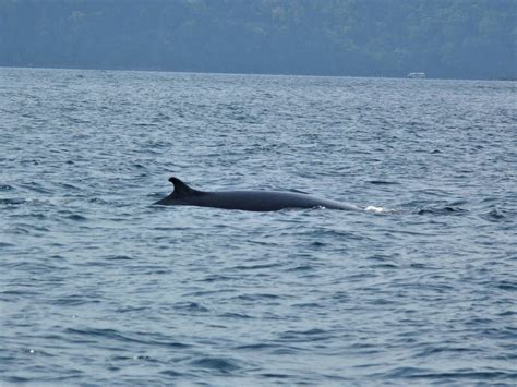 เริ่มต้นปีด้วย วาฬโอมูระ ยักษ์ใหญ่เเห่งท้องทะเล 😍😍😍 สวัสดีปีใหม่🥳🥳🥳 เมื่อวันที่ 1 มกราคม 2567