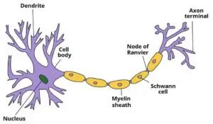 Axon Definition Structure Types Functions Biology Notes Online