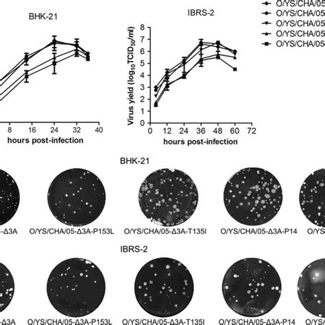 Effect Of The Amino Acid Substitutions In Vp1 Or 2c On The Replication