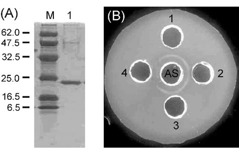 Sodium Dodecyl Sulfate Polyacrylamide Gel Electrophoresis Sds Page