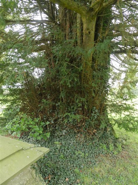 Docklow 6749 Ancient Yew Group
