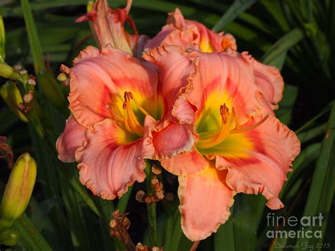 Peach Colored Lilies Photograph By Deborah Fay Baker Fine Art America