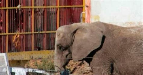 Qué Pasará Con Annie La Elefanta Rescatada En Jalisco Por La Profepa
