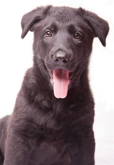 Jindo Lab Mix