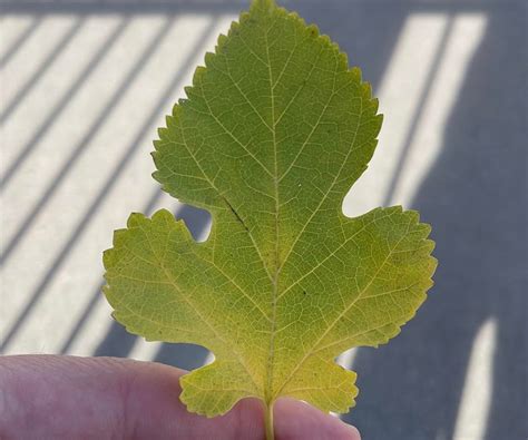 Need Help Identifying This Leaf Rdendrology