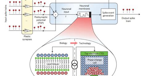 IBM Artificial Stochastic Neurons Diagram Inhabitat Green Design Innovation Architecture