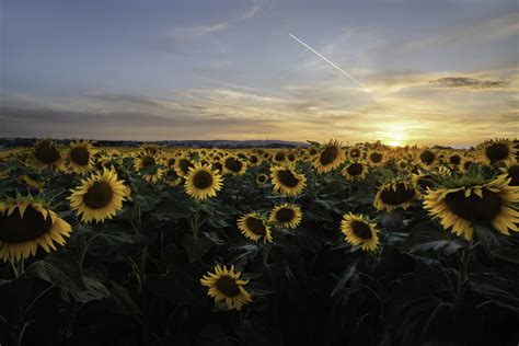 무료 이미지 하늘 해바라기 자연 구름 노랑 수평선 야생화 일몰 저녁 들 경치 생태 지역 평원 꽃 피는 식물 햇빛 데이지 가족 황혼 사진술