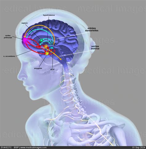 Stock Image Bsip012831001 01ak627c Bsip Search Medical