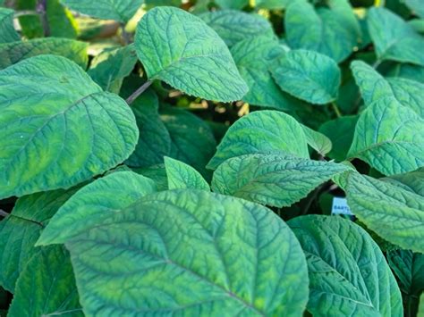 Purple Torch Plants For Spaces