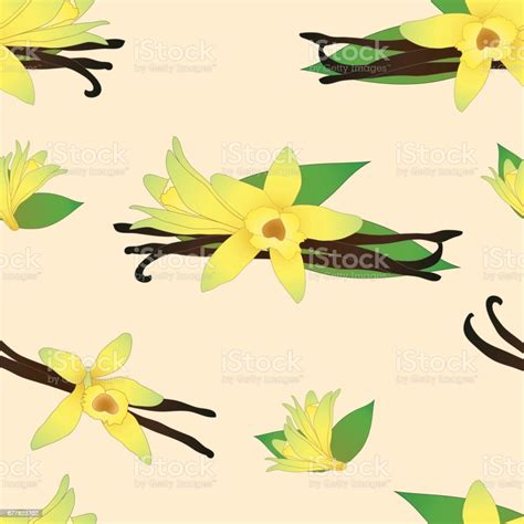 아이 보 리 베이 지 바탕에 바닐라 Planifolia 꽃입니다 벡터 일러스트 레이 션 0명에 대한 스톡 벡터 아트 및 기타