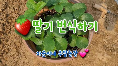 베란다🍓딸기 밭에 옮겨 심기 천냥금 Youtube