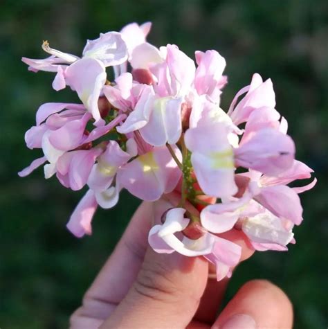 Bulaklak Ng Kakawate Philippines My Philippines Facebook
