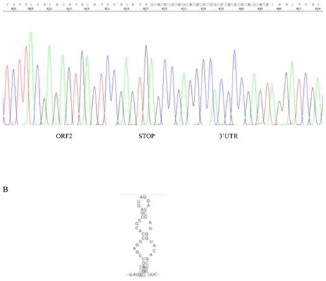 A Translation Of The Highly Conserved Stem Loop Ii Like Nucleotide