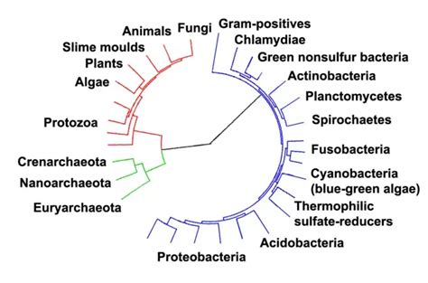 Archaea Habitat Structure Characteristics Importance Examples